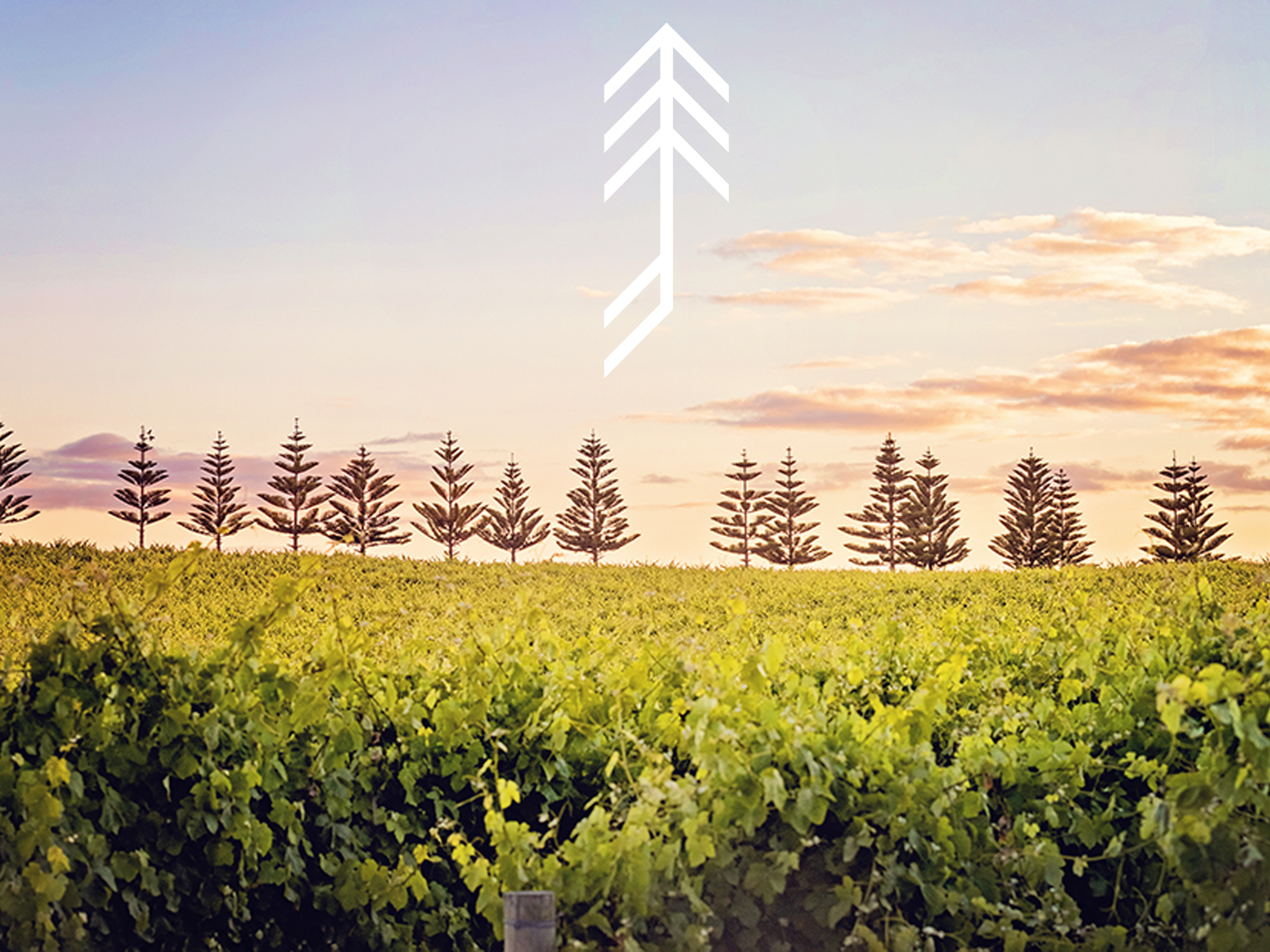 ABOUT US - Norfolk Rise Vineyards